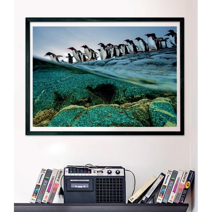 CLEMENTONI National Geographic Eselspinguine 70 x 50 cm 1000 Teile bunt ...