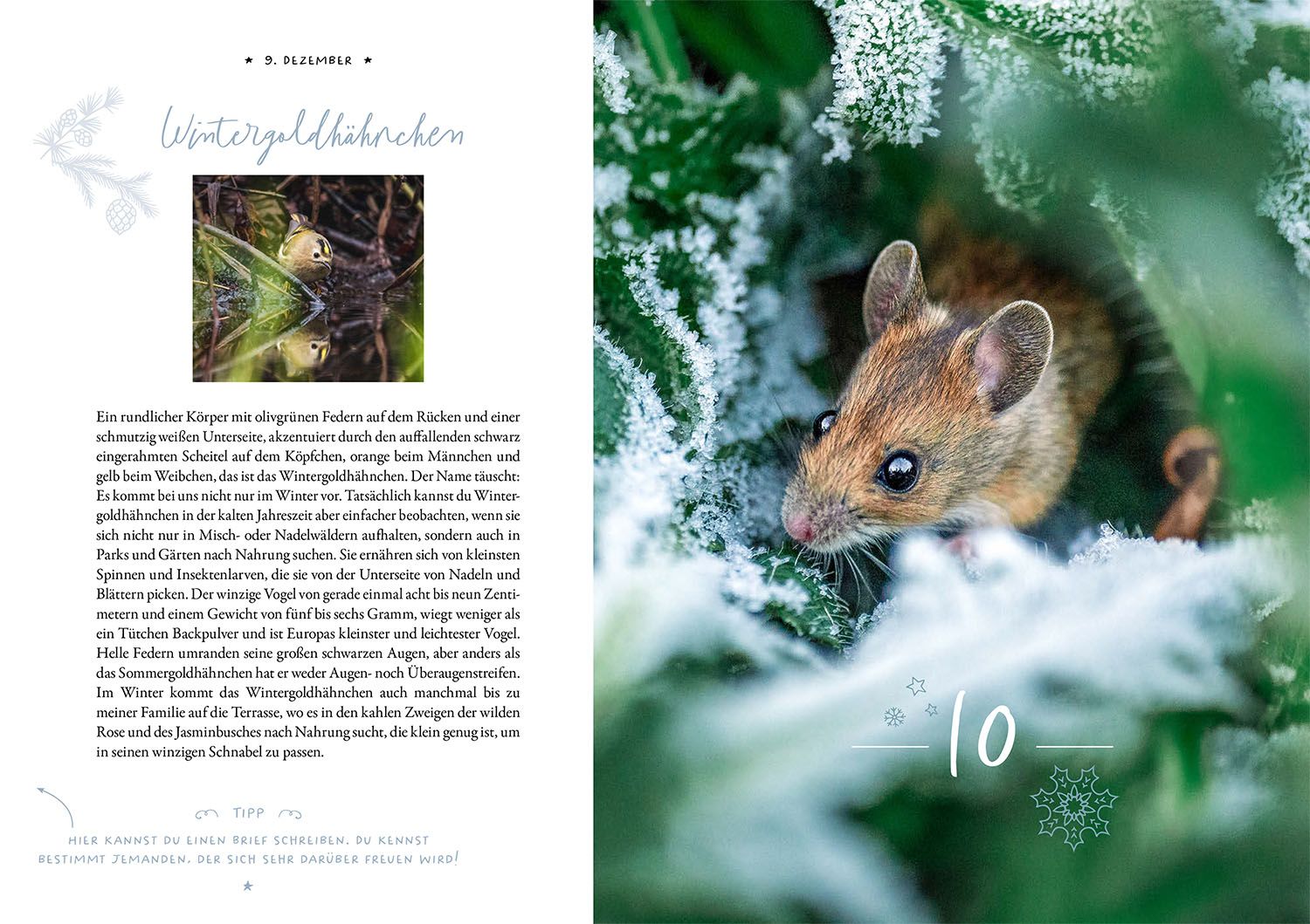 Gamander López - Winter Moments in Nature – der Adventskalender » Buch