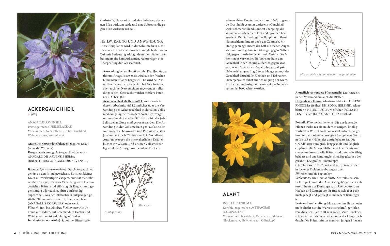 Mannfried Pahlow - Das große Buch der Heilpflanzen » Buch