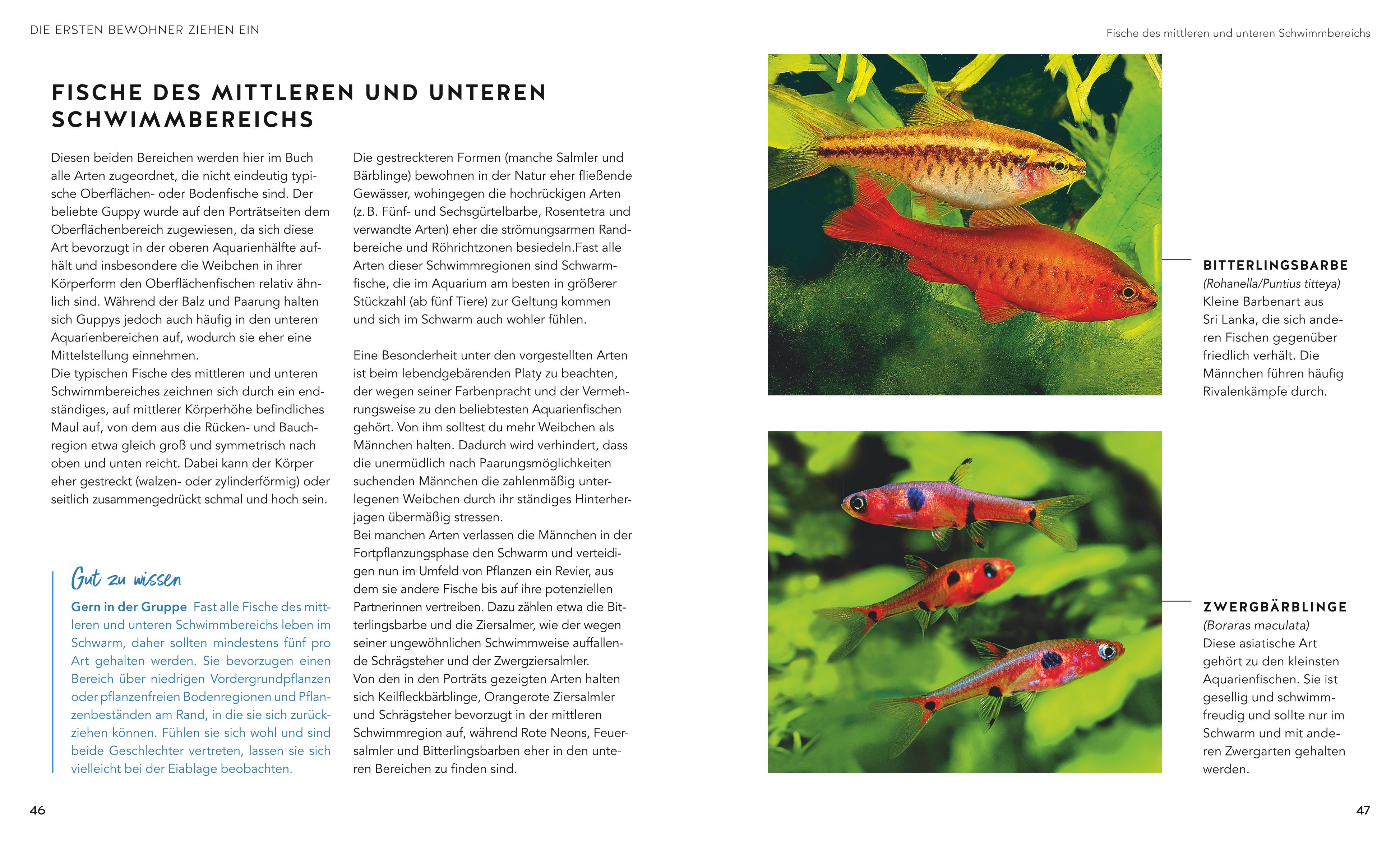 Ingo Koslowski - Aquarien - Spaß für Kinder » Buch