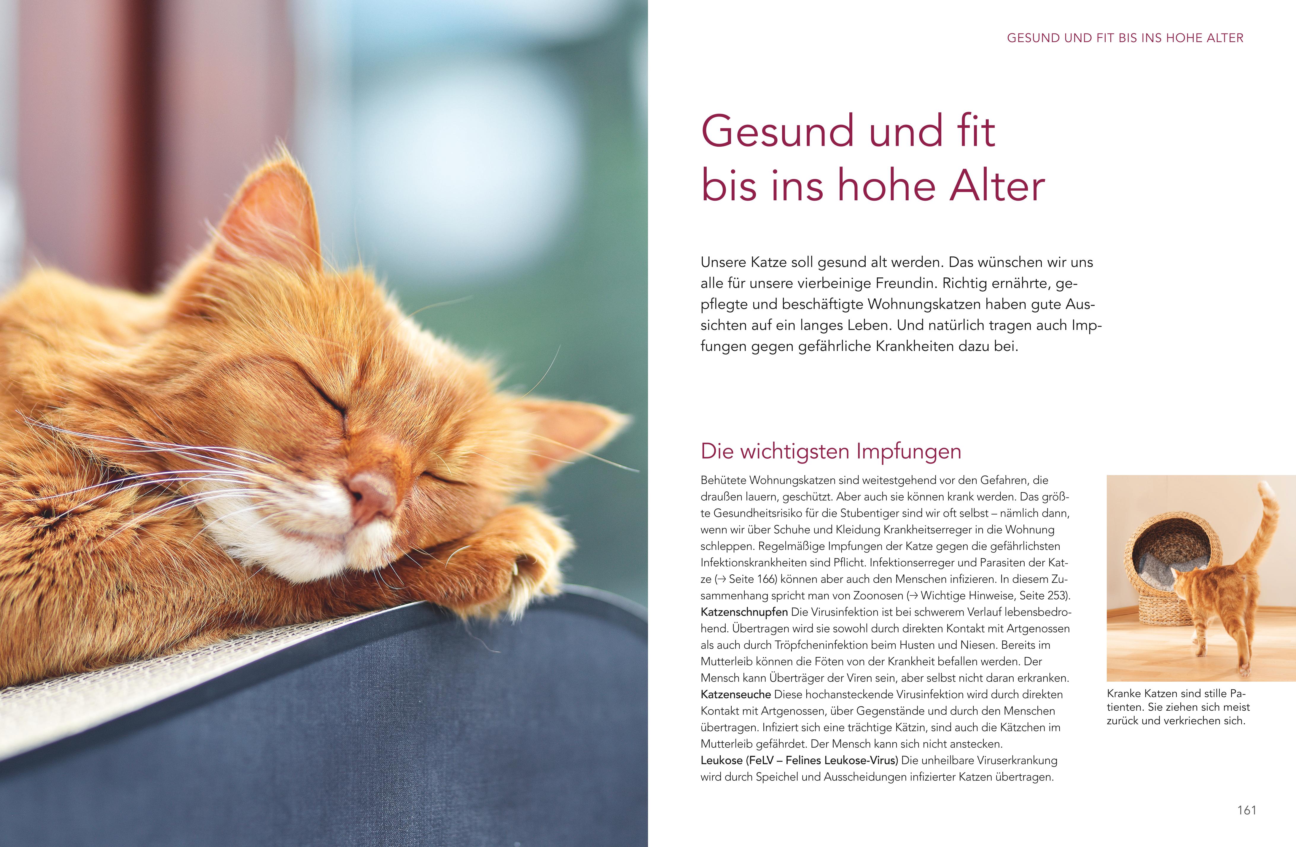 Gabriele Linke-Grün - Das große Wohnungskatzen-Wohlfühl-Buch » Buch