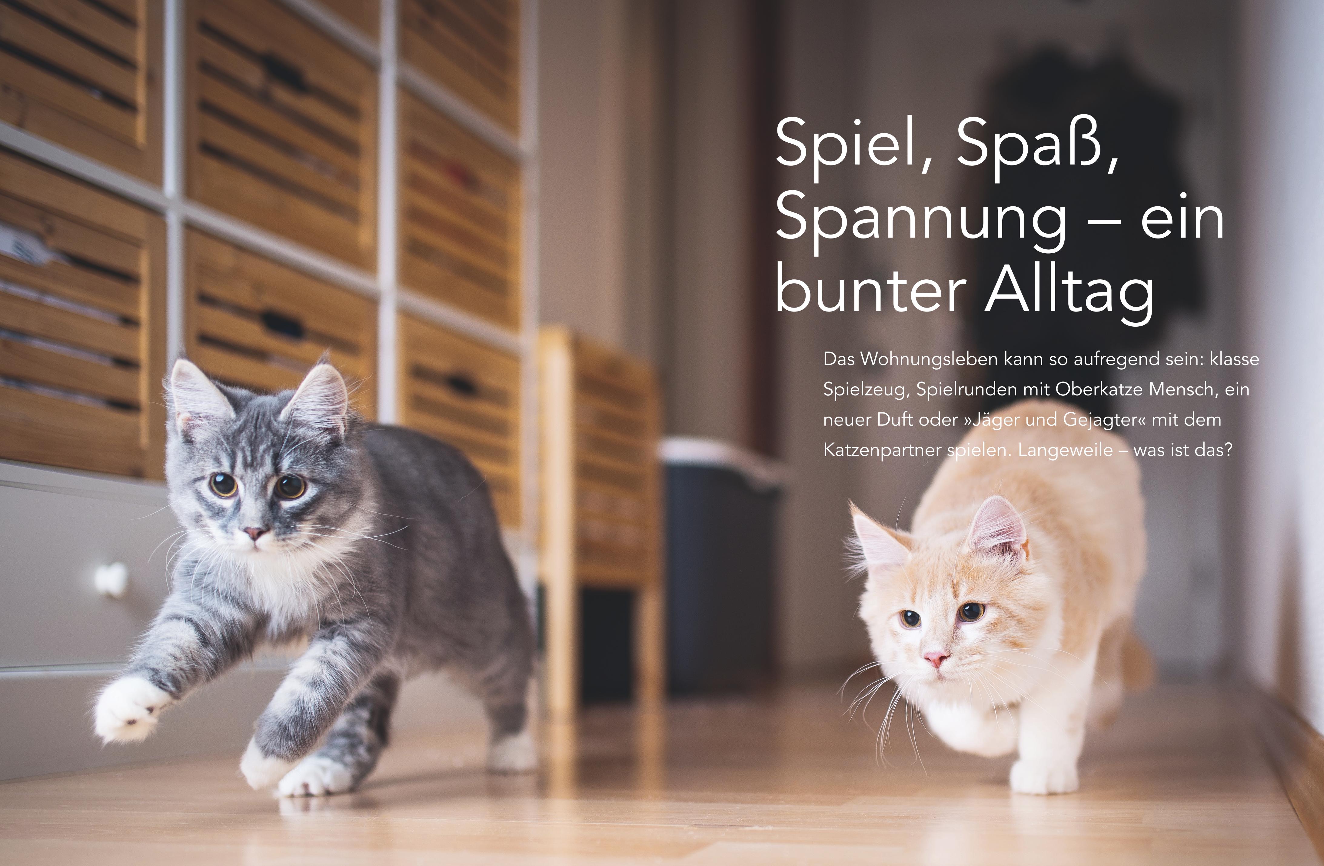 Gabriele Linke-Grün - Das große Wohnungskatzen-Wohlfühl-Buch » Buch