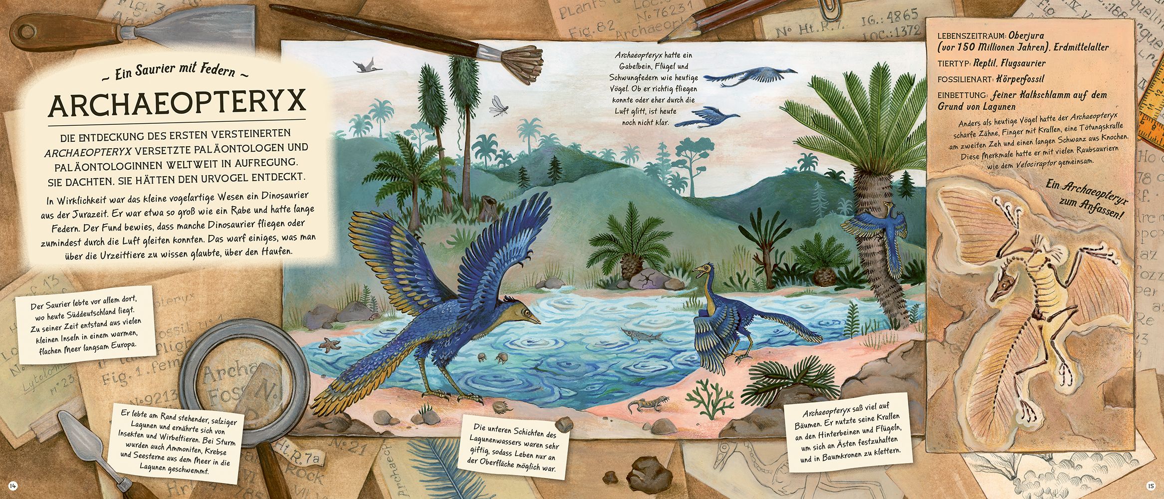 Amy Atwater - Fossilien – Schätze von Ammoniten bis zum T. Rex » Buch